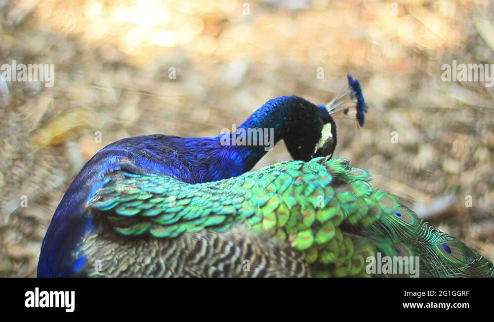 Endangered peacock Stock Videos & Footage - HD and 4K Video Clips - Alamy