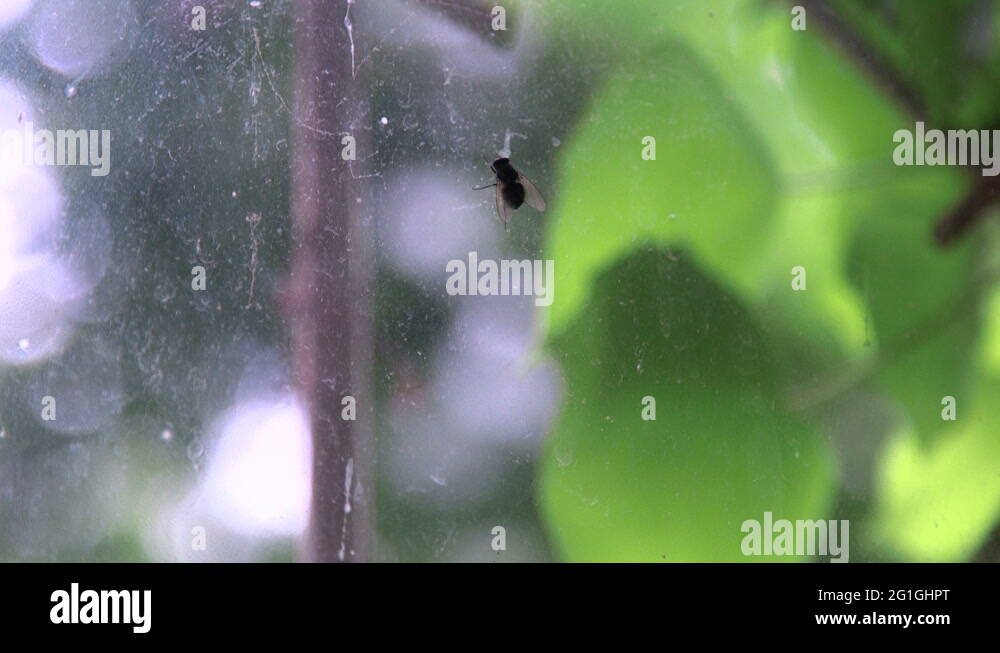 Grille insect Stock Videos & Footage - HD and 4K Video Clips - Alamy