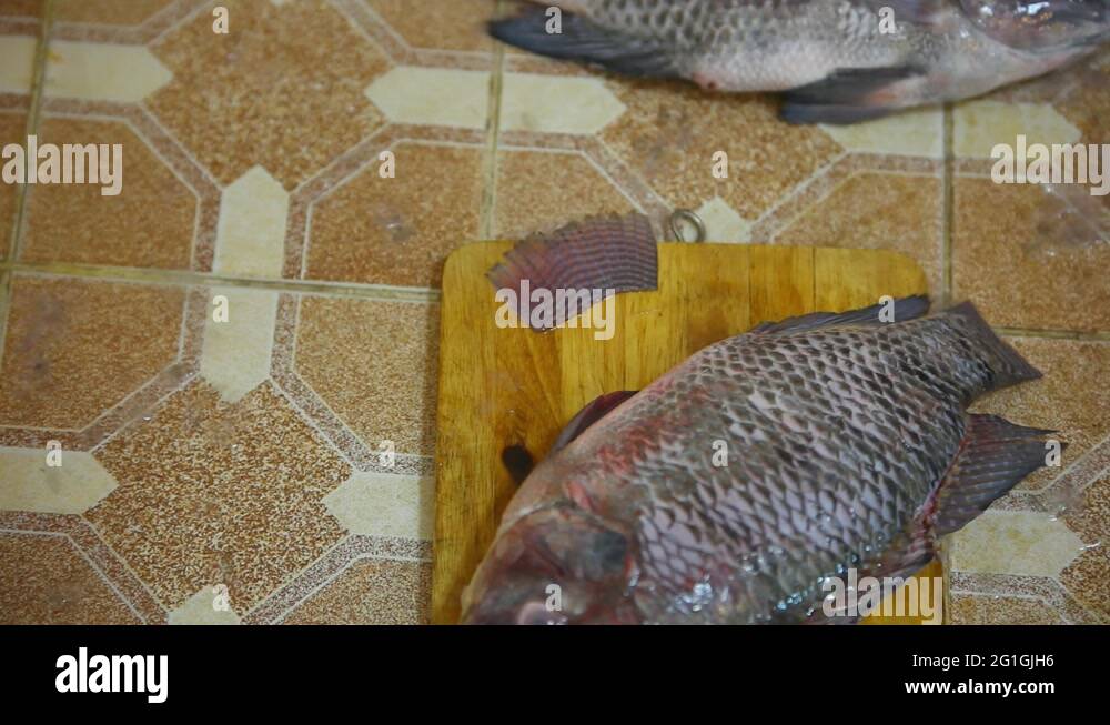 Head cut from fish Stock Videos & Footage - HD and 4K Video Clips - Alamy
