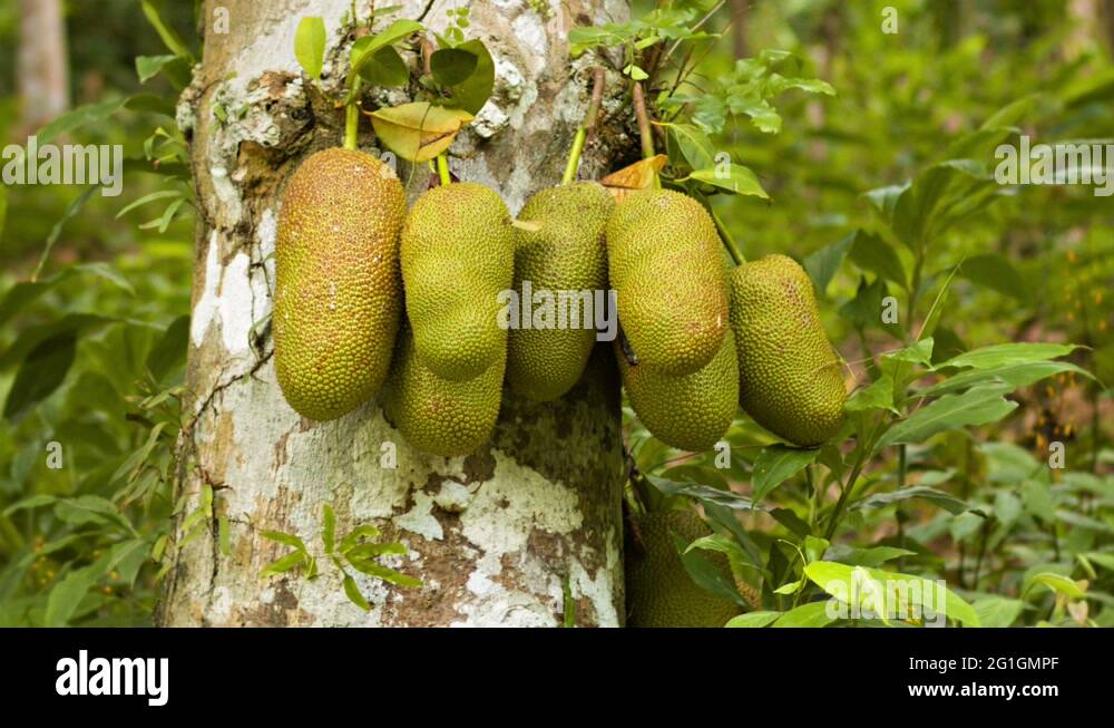 Jak tree Stock Videos & Footage - HD and 4K Video Clips - Alamy