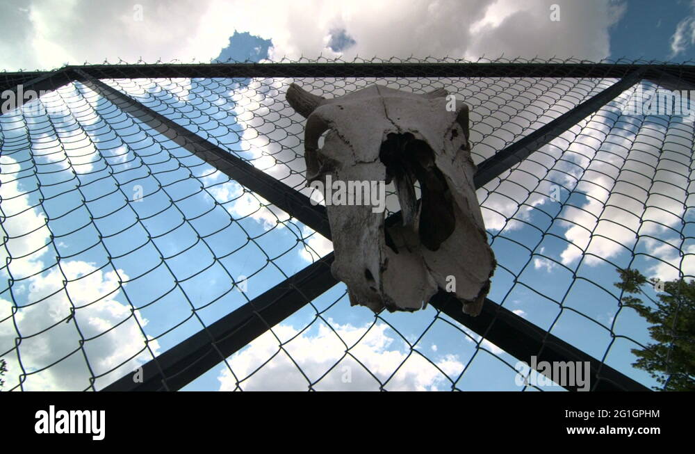 Dolly: Chain link wire privacy fencing with cow skull Stock Video ...