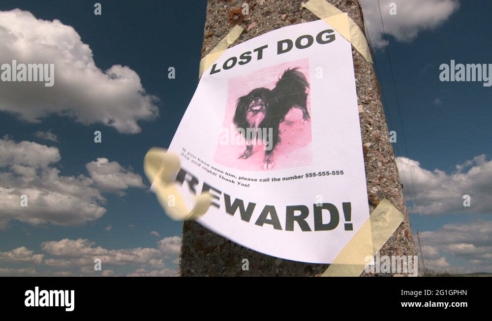 Dog and pole Stock Videos & Footage - HD and 4K Video Clips - Alamy