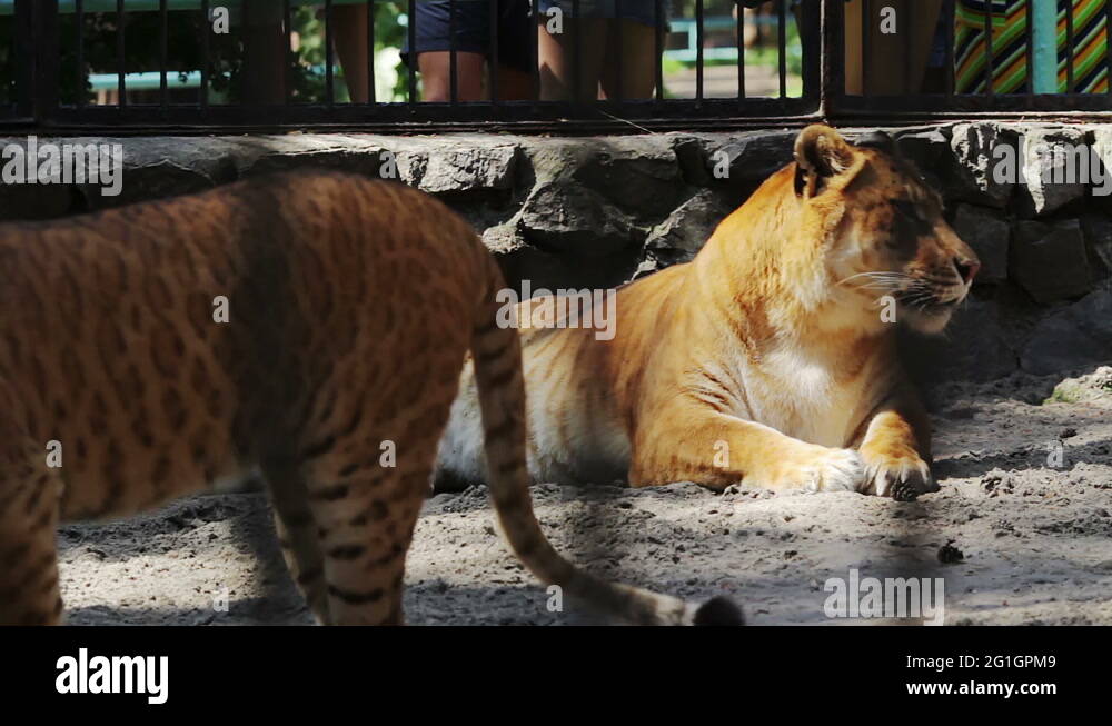 Liger resting in zoo cage. Liger cub walks around the cage Stock Video ...