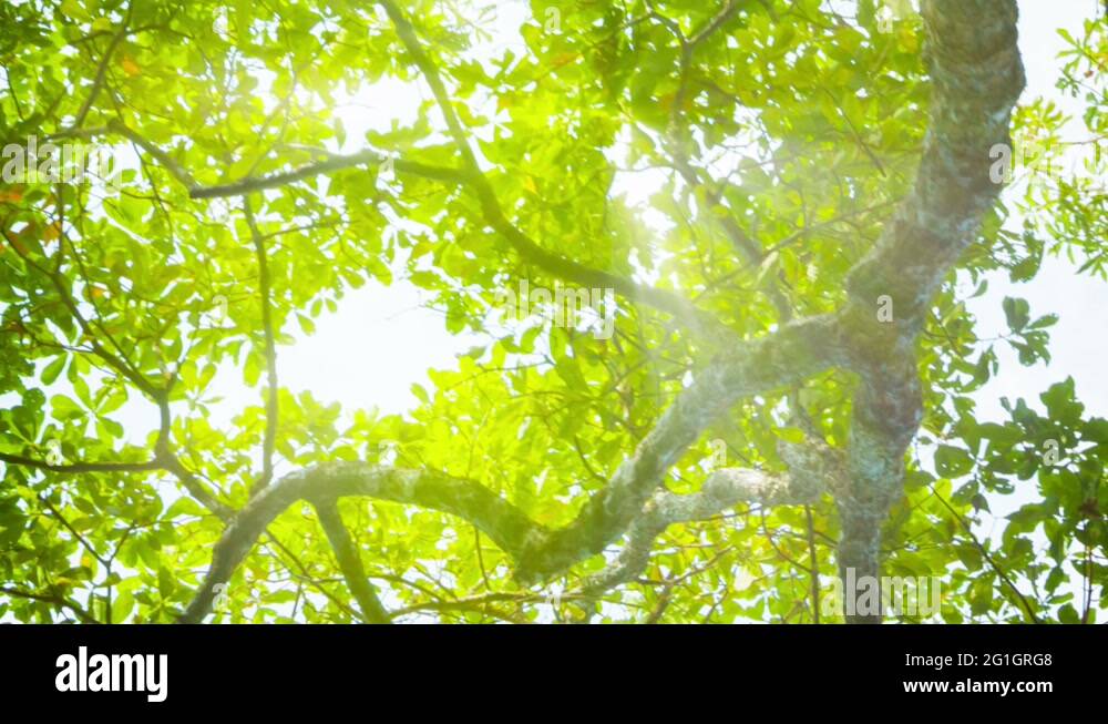 Blinding sun Stock Videos & Footage - HD and 4K Video Clips - Alamy