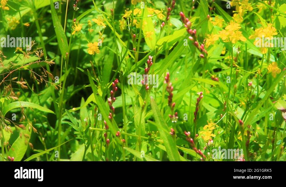 Wild grasses texture Stock Videos & Footage - HD and 4K Video Clips - Alamy