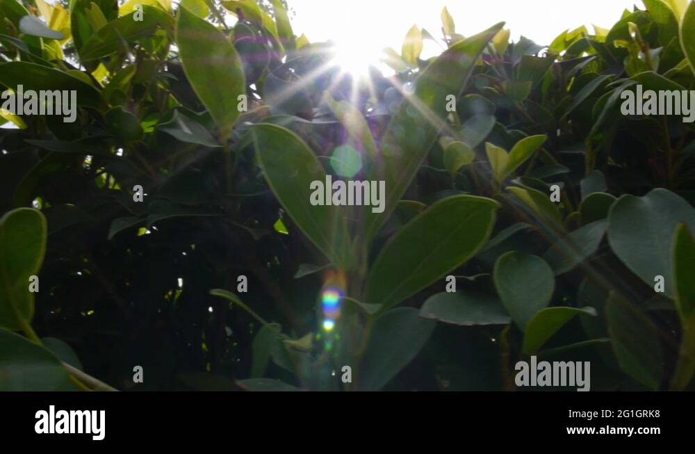 Plant verdure Stock Videos & Footage - HD and 4K Video Clips - Alamy