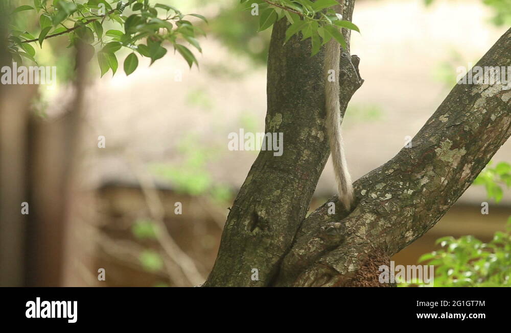 Monkey swinging Stock Videos & Footage - HD and 4K Video Clips - Alamy