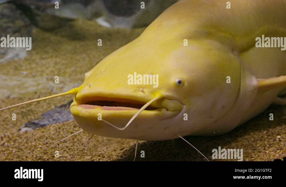 Yellow catfish Stock Videos & Footage - HD and 4K Video Clips - Alamy