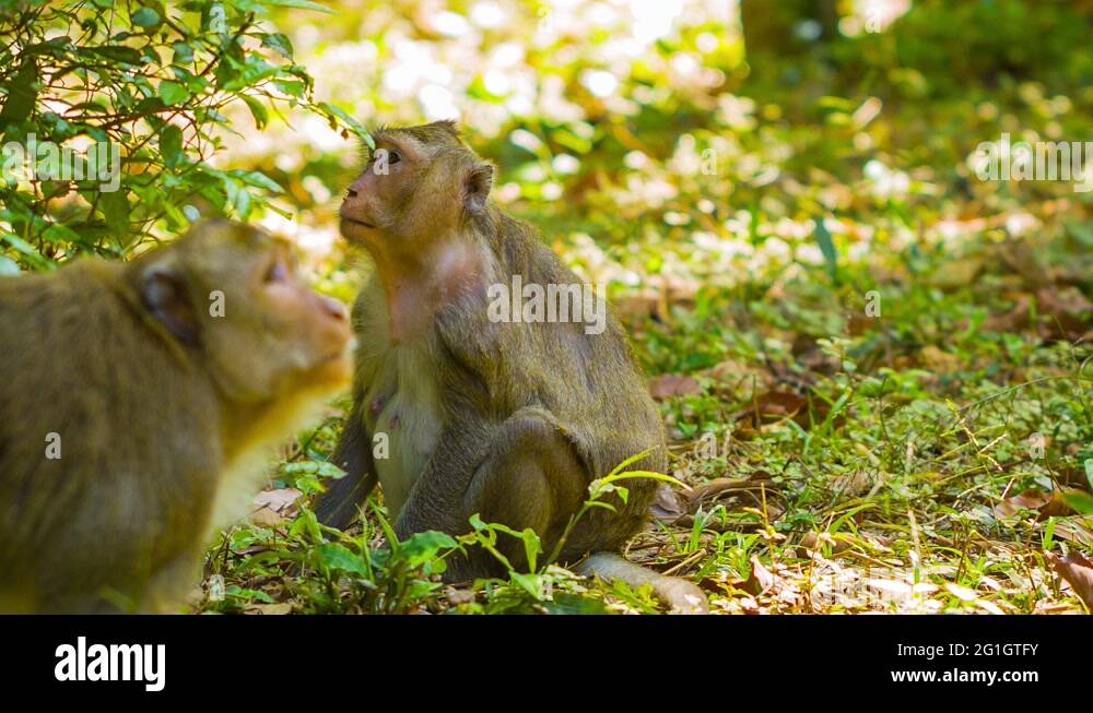 Forests wild animal wild animals Stock Videos & Footage - HD and 4K ...