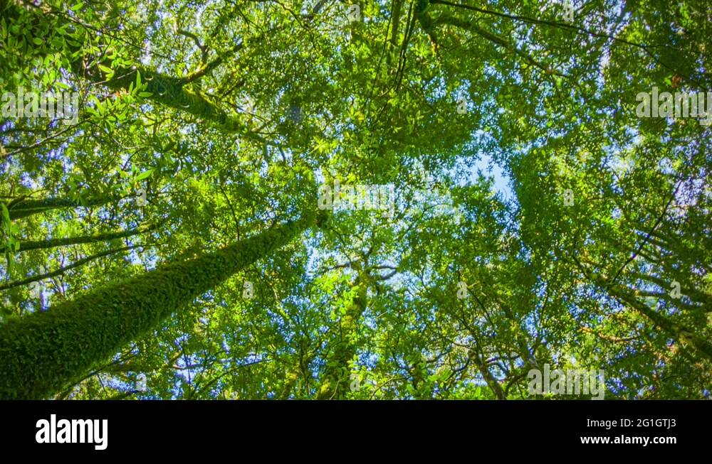 Tropical rainforest canopy trees Stock Videos & Footage - HD and 4K ...