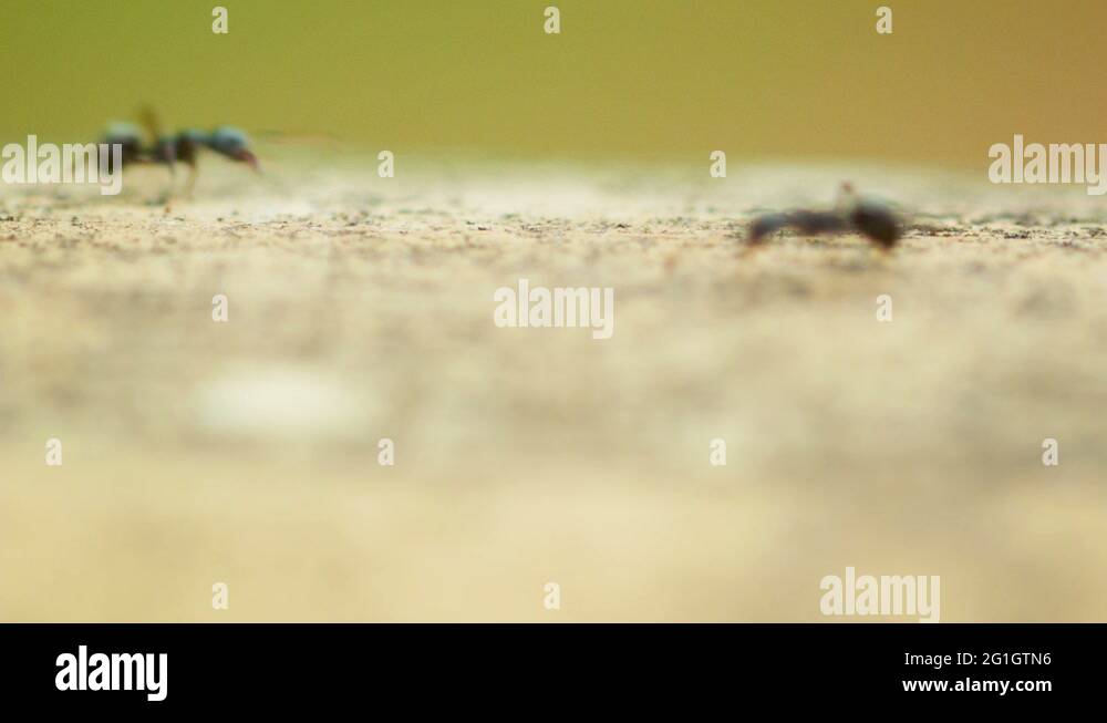 Marching ants Stock Videos & Footage - HD and 4K Video Clips - Alamy