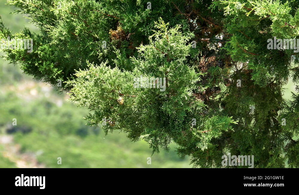 Cypress background Stock Videos & Footage - HD and 4K Video Clips - Alamy