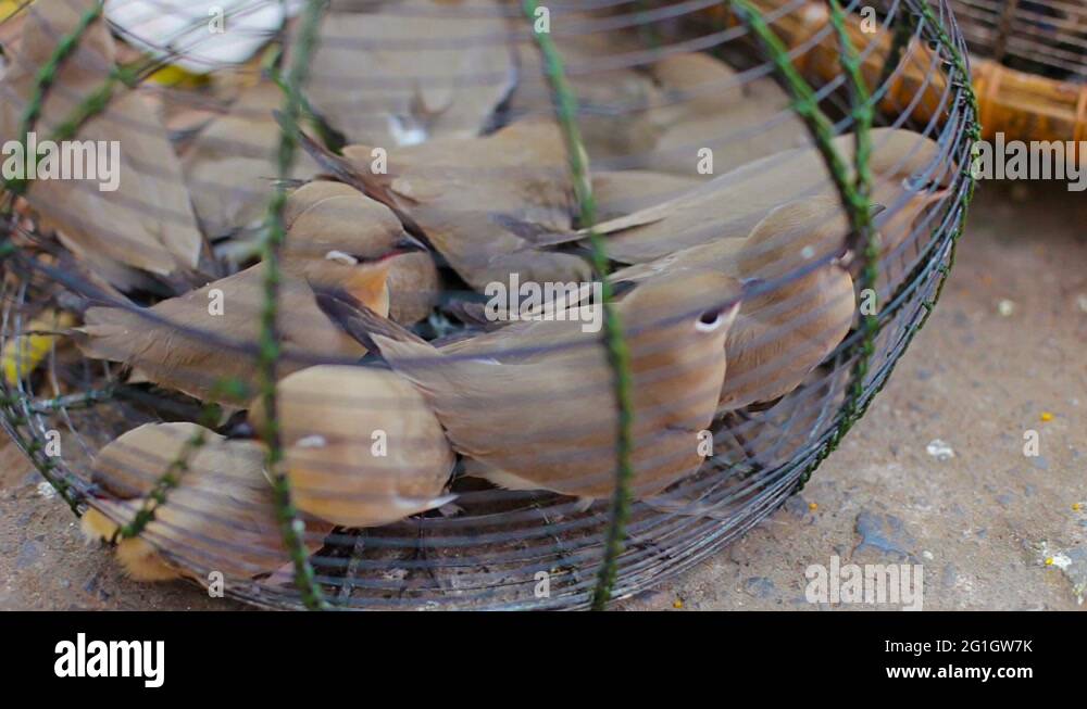 Myanmar fauna Stock Videos & Footage - HD and 4K Video Clips - Alamy