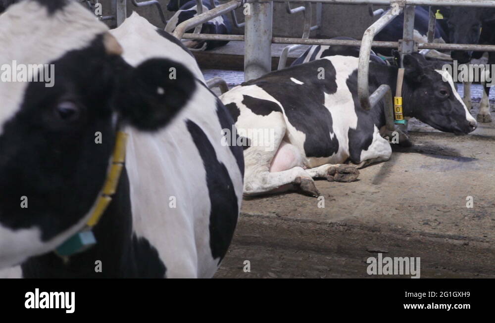 Cow foot Stock Videos & Footage - HD and 4K Video Clips - Alamy