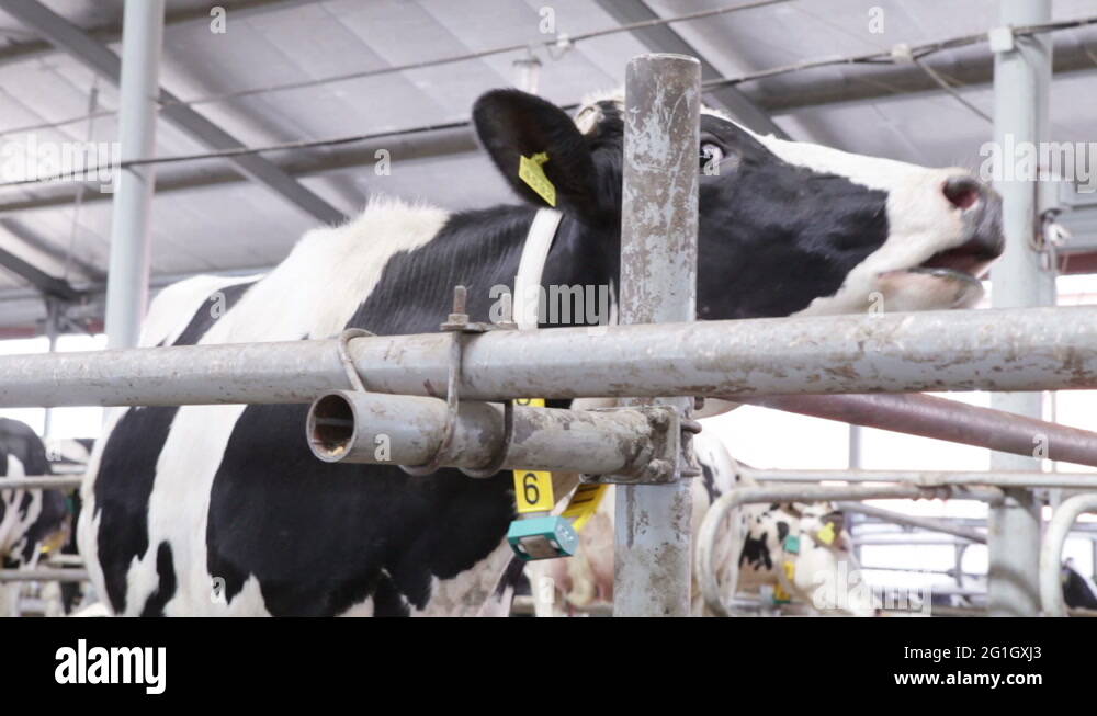 Cow feeding and mooing Stock Videos & Footage - HD and 4K Video Clips ...