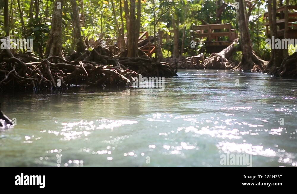 clear water flows among the mangrove roots Stock Video Footage - Alamy