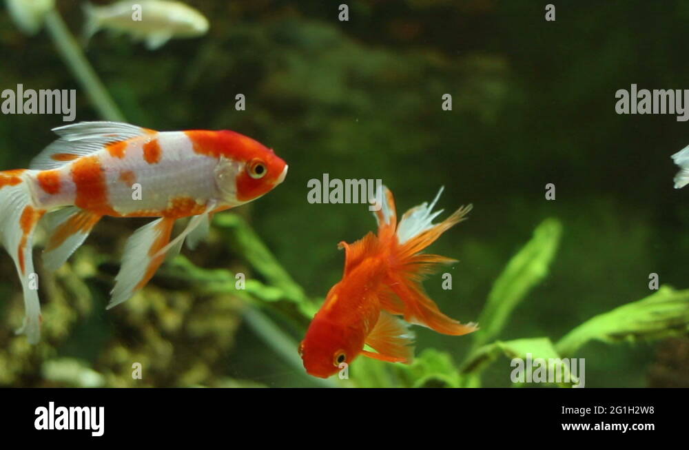 Carassius auratus Stock Videos & Footage - HD and 4K Video Clips - Alamy