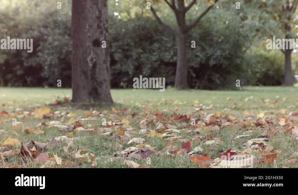 Leaves under the tree Stock Videos & Footage - HD and 4K Video Clips ...