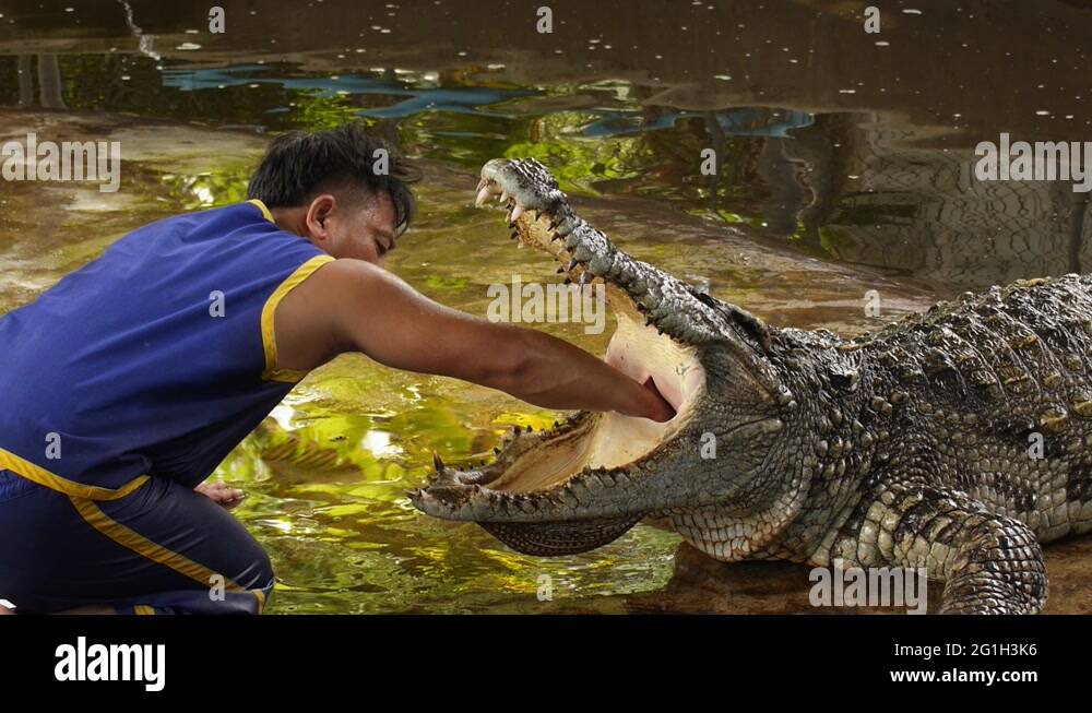 Horrifying Show. Tamer Putting Hand in Crocodile Mouth Stock Video ...