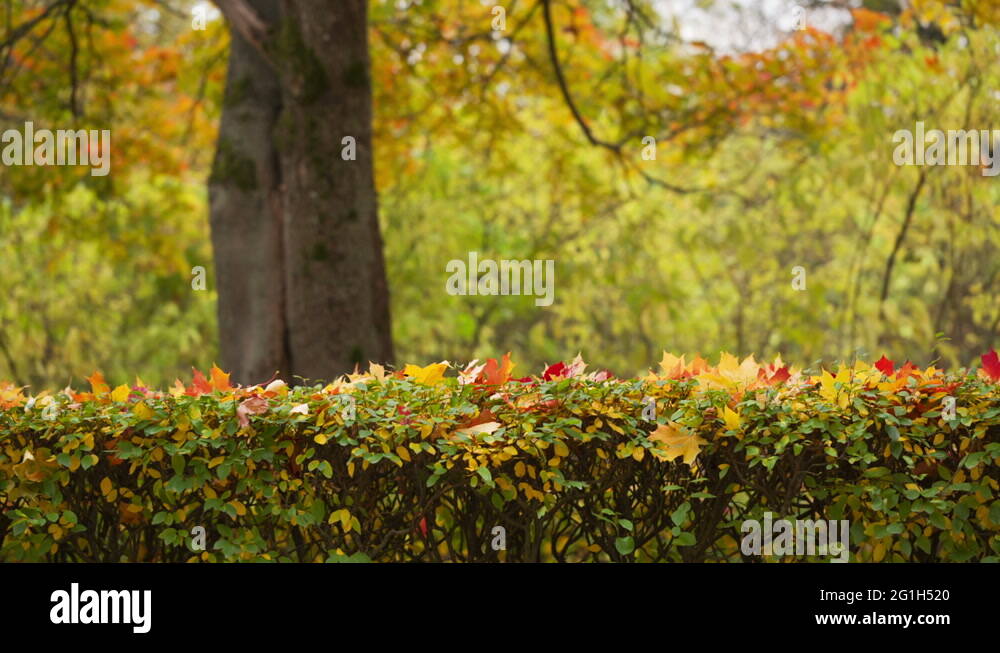 Background too town Stock Videos & Footage - HD and 4K Video Clips - Alamy