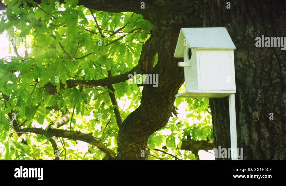 Tree house for birds Stock Videos & Footage - HD and 4K Video Clips - Alamy