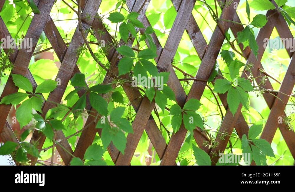 Interlacing leaves Stock Videos & Footage - HD and 4K Video Clips - Alamy