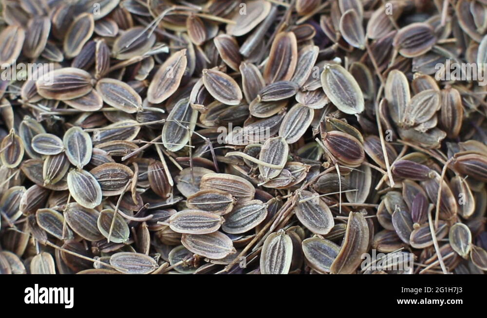 Fennel seeds Stock Videos & Footage - HD and 4K Video Clips - Alamy