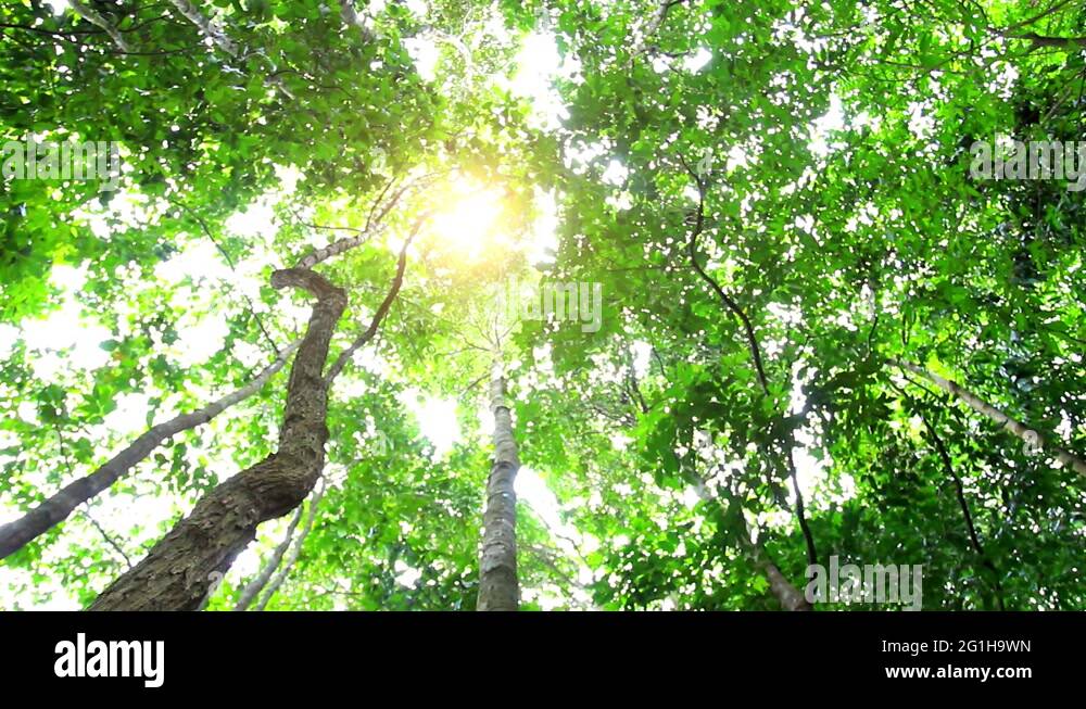 Deep jungle forest Stock Videos & Footage - HD and 4K Video Clips - Alamy