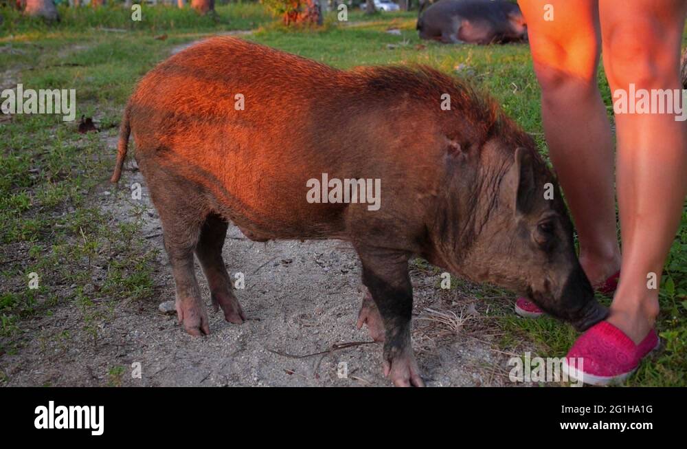 Hog leg Stock Videos & Footage - HD and 4K Video Clips - Alamy