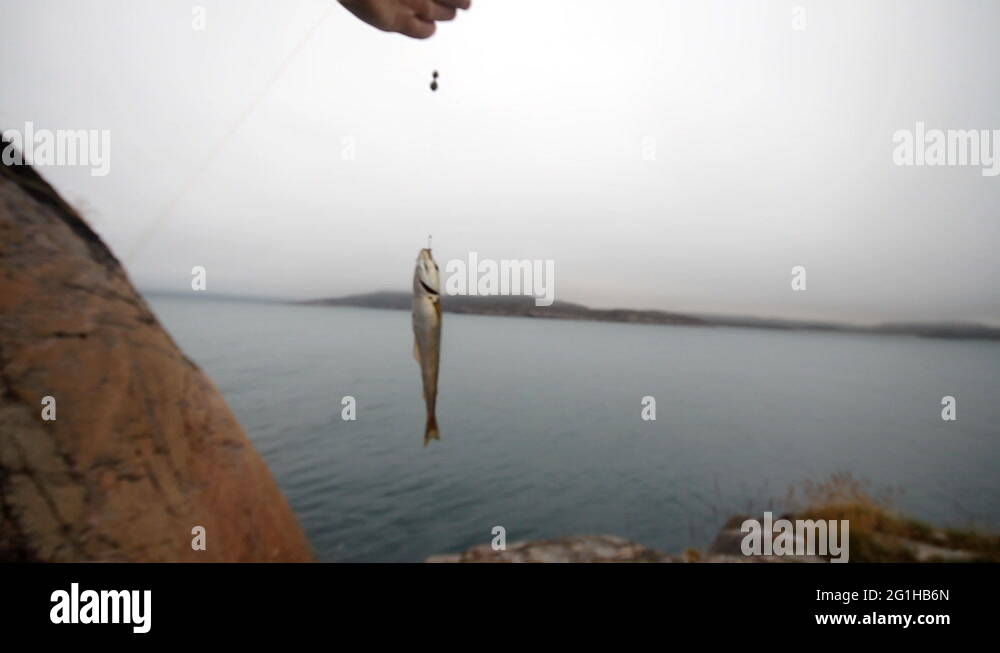 Pollock and haddock Stock Videos & Footage - HD and 4K Video Clips - Alamy