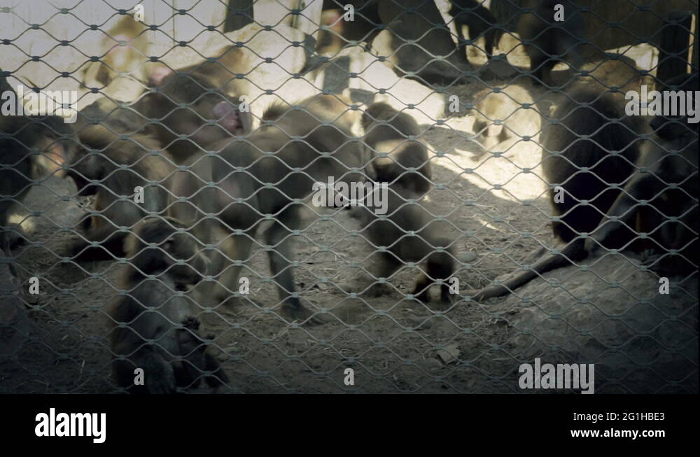 Population of monkeys Stock Videos & Footage - HD and 4K Video Clips ...