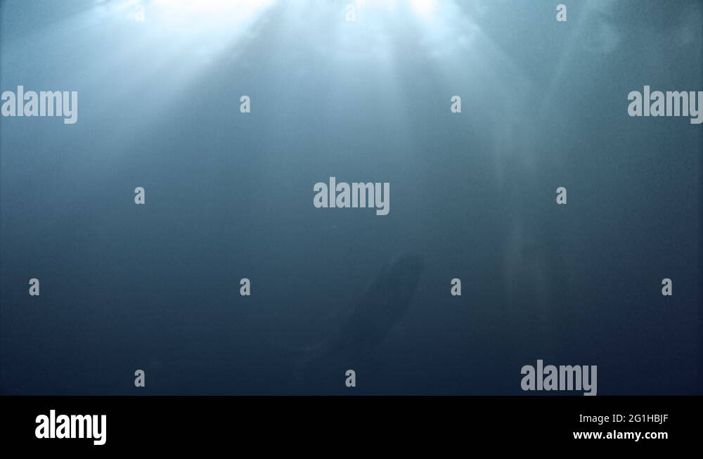 Fish swimming in dark, murky water with volumetric light rays from ...