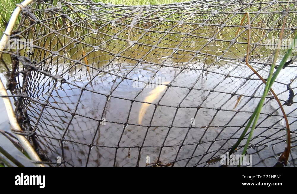 Fishing net trap Stock Videos & Footage - HD and 4K Video Clips - Alamy