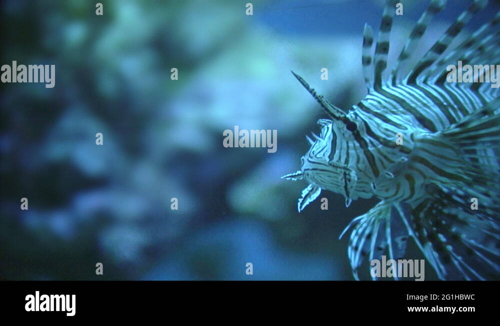 Deep red gills Stock Videos & Footage - HD and 4K Video Clips - Alamy