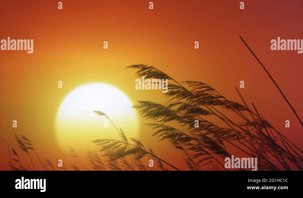 Big yellow sun Stock Videos & Footage - HD and 4K Video Clips - Alamy