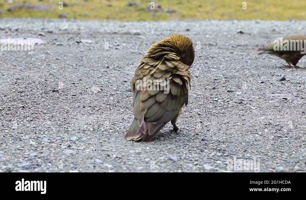 Kakapo parrot Stock Videos & Footage - HD and 4K Video Clips - Alamy