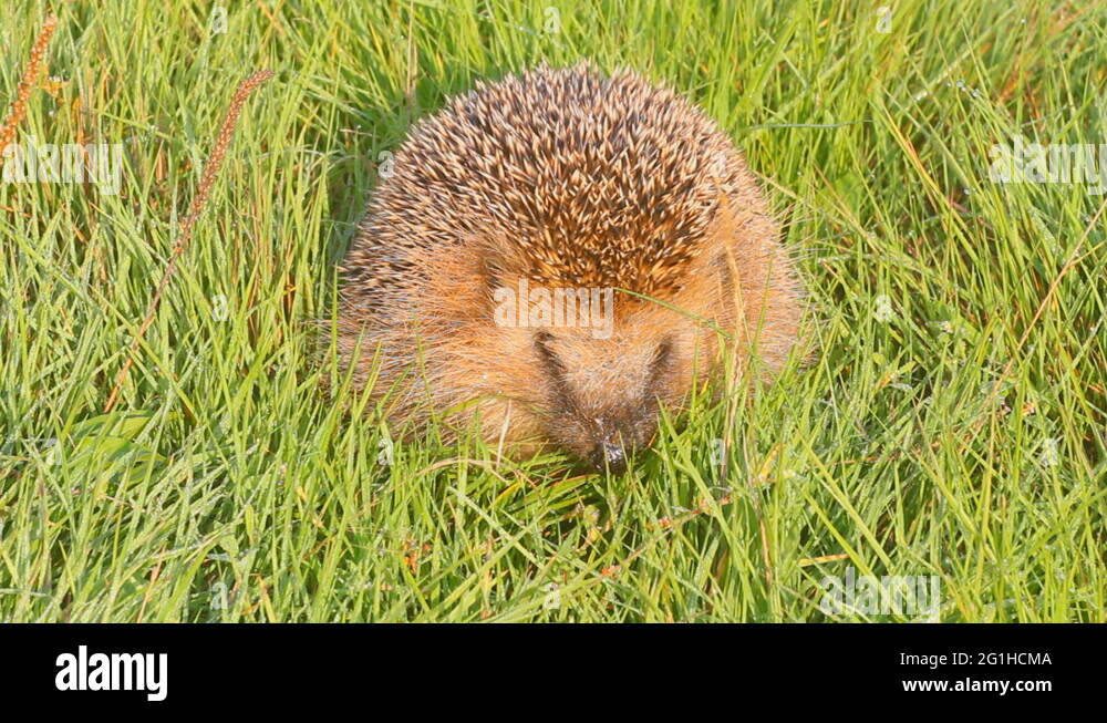 Animal hedgehog Stock Videos & Footage - HD and 4K Video Clips - Alamy
