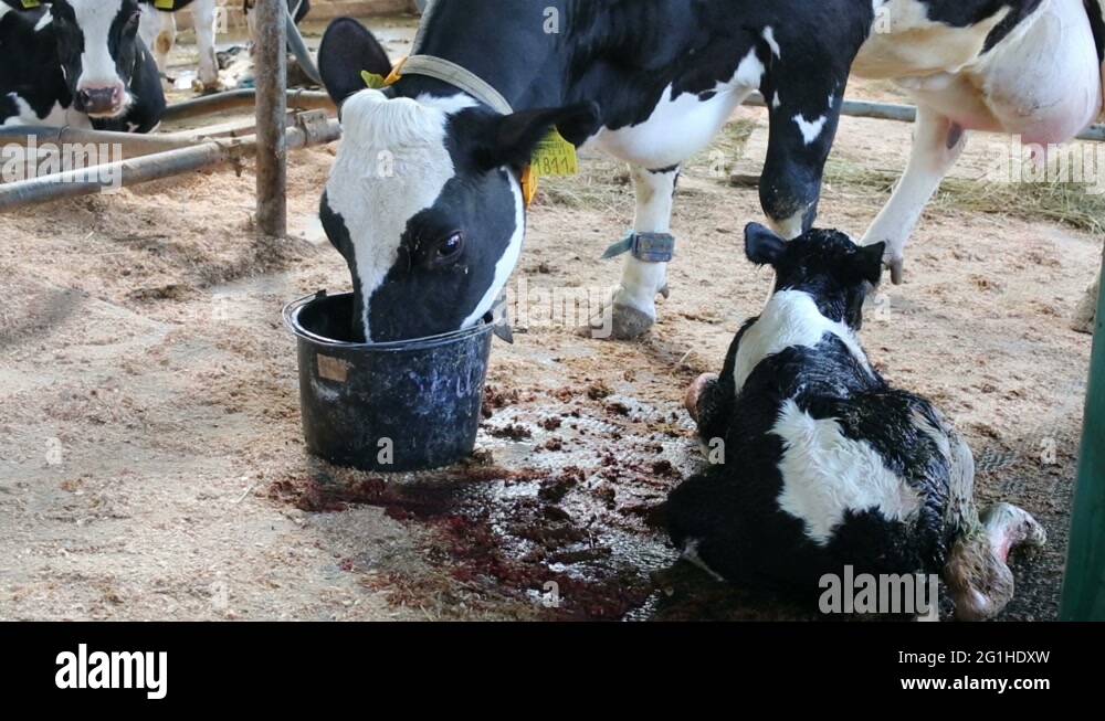 Cow drinking from a bucket next to the newborn calf on dairy farm Stock ...