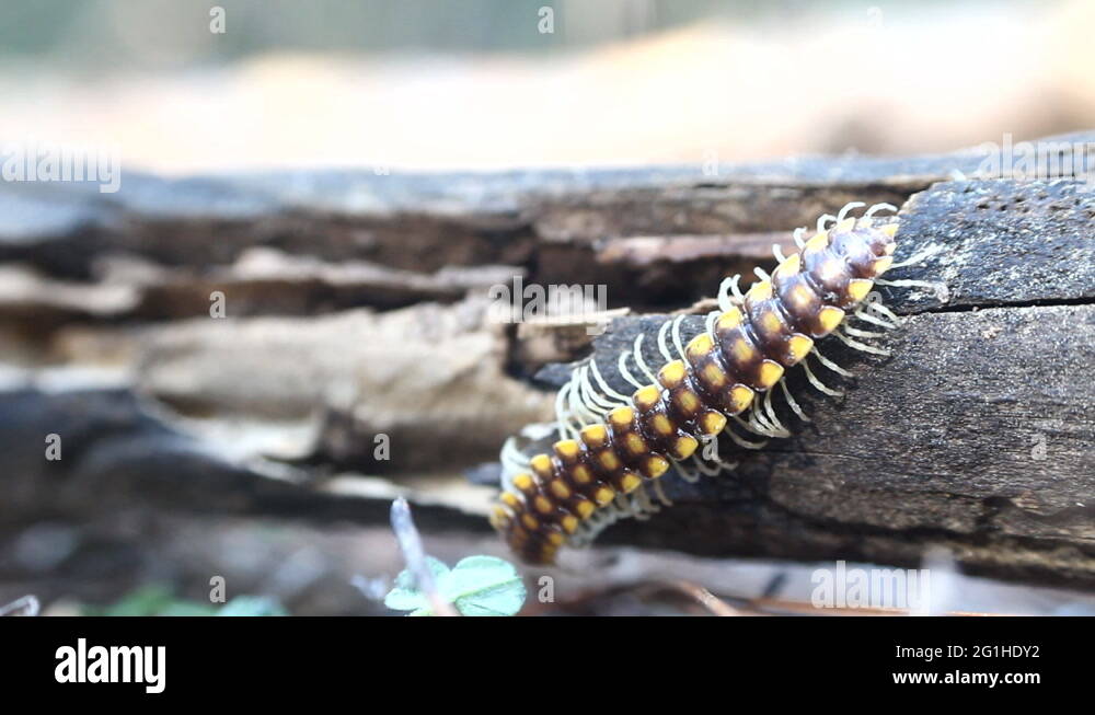 insect move centipede macro tropical bug Stock Video Footage - Alamy