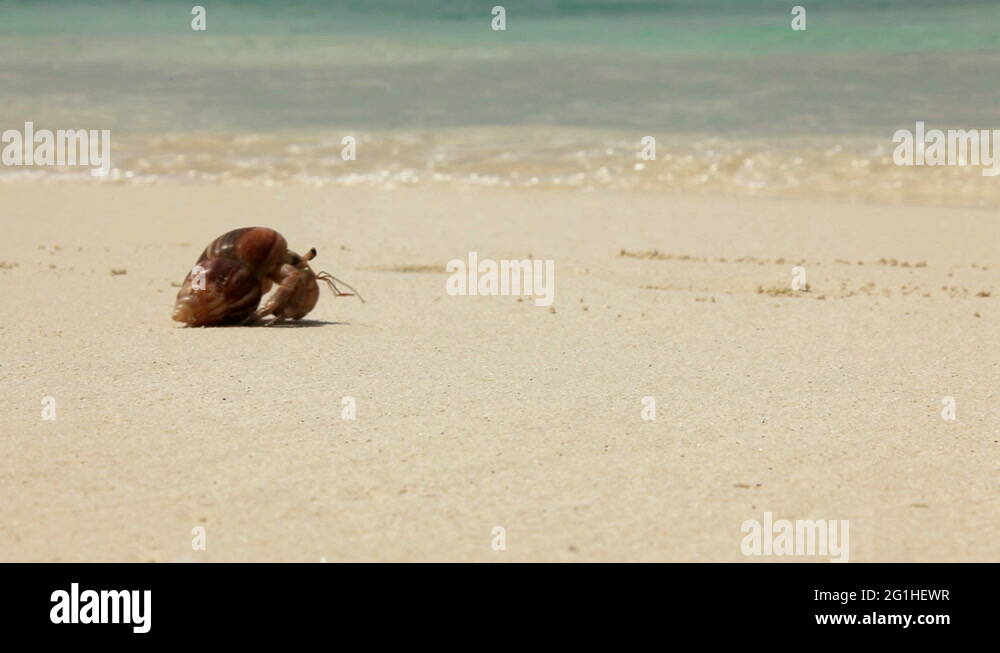 Crab beach animal wildlife Stock Videos & Footage - HD and 4K Video ...