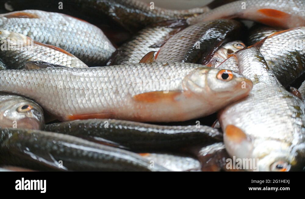 Rudd silver fish Stock Videos & Footage - HD and 4K Video Clips - Alamy