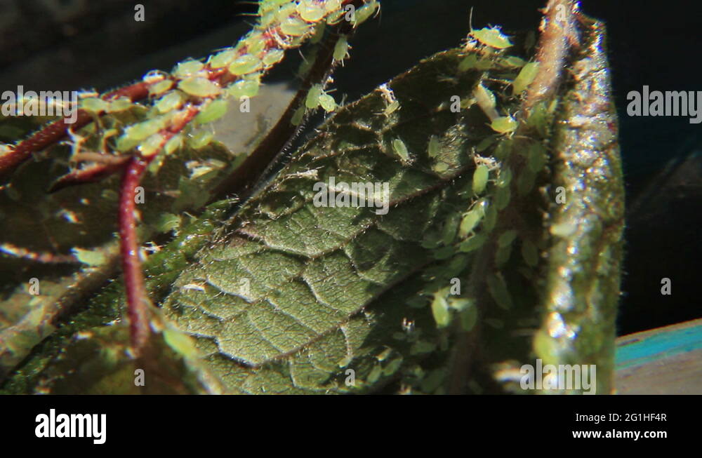 Plant louse Stock Videos & Footage - HD and 4K Video Clips - Alamy