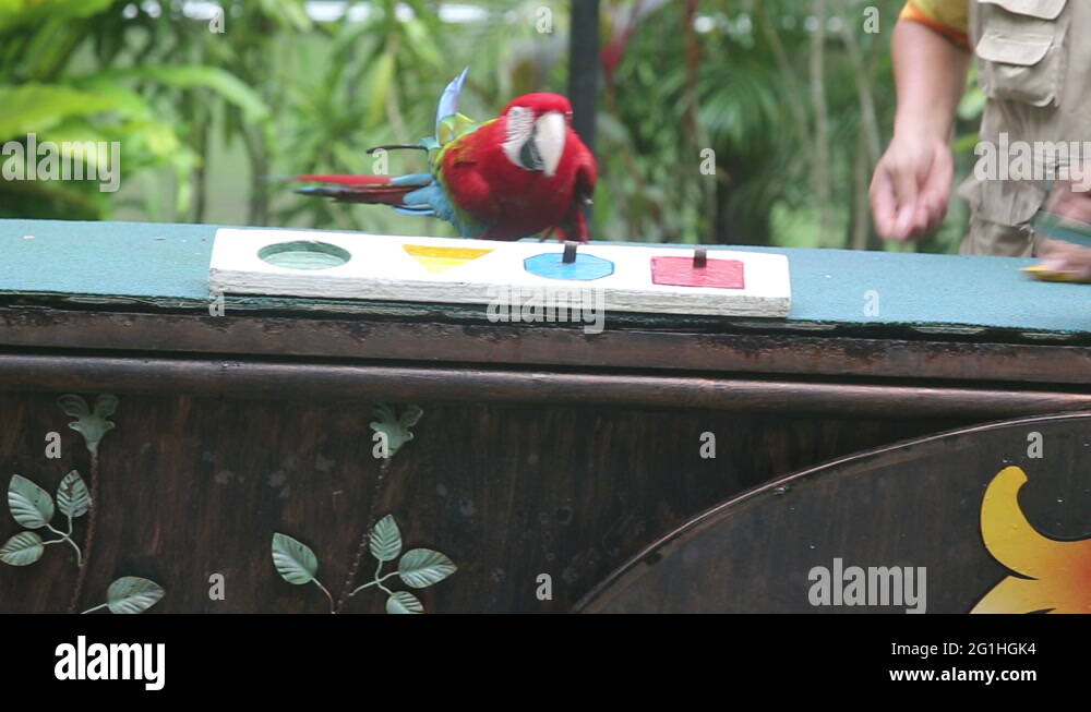 Circus parrot bird Stock Videos & Footage - HD and 4K Video Clips - Alamy