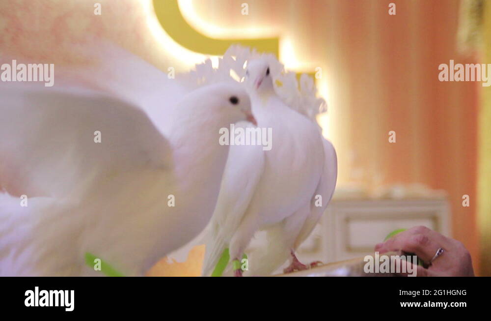 Tuxedo tailcoat Stock Videos & Footage - HD and 4K Video Clips - Alamy