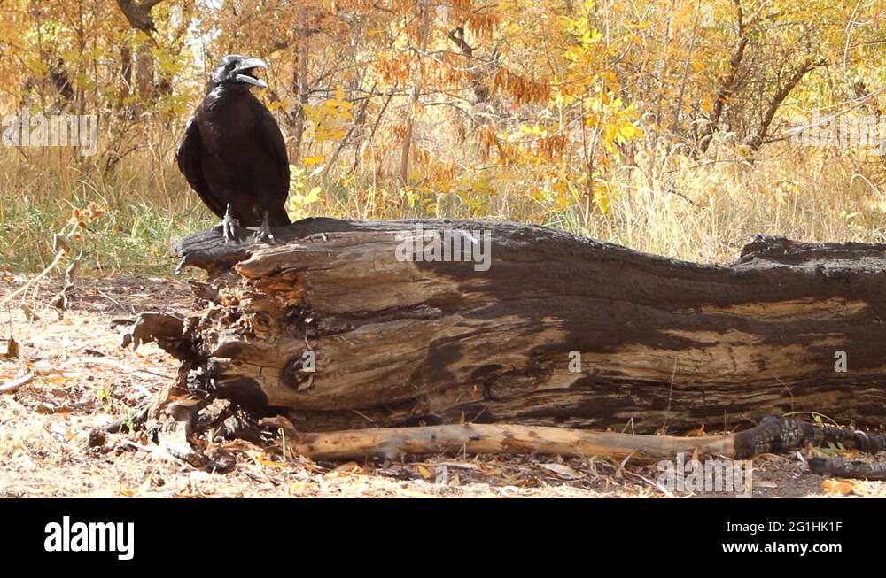Northern raven crow Stock Videos & Footage - HD and 4K Video Clips - Alamy