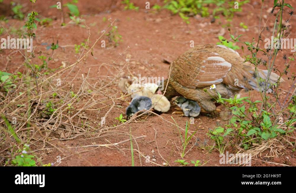 Mother hen and her chicks plants Stock Videos & Footage - HD and 4K ...