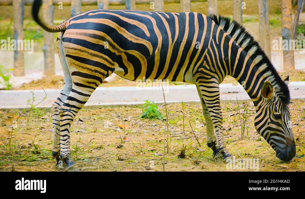 Video 1920x1080 - Zebra Grazing Happily in a Zoo Enclosure Stock Video ...