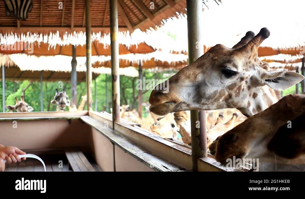 Man feeds giraffes in Safari park. Bangkok, Thailand. HD. 1920x1080 ...