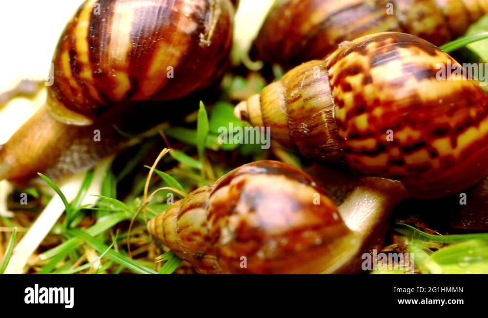 Many snails grass Stock Videos & Footage - HD and 4K Video Clips - Alamy