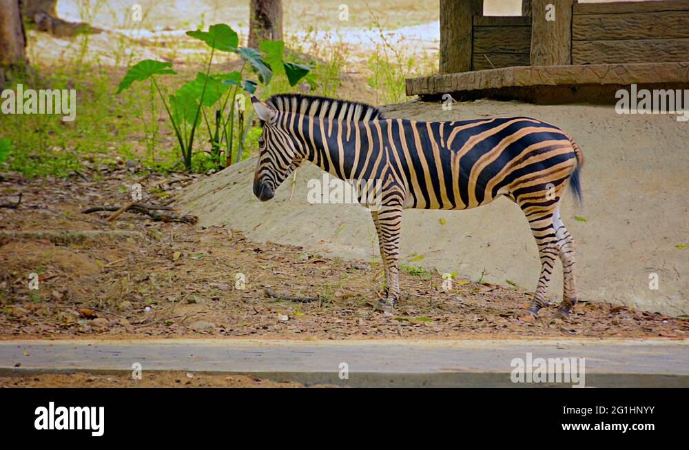 Zebra in zoo enclosure Stock Videos & Footage - HD and 4K Video Clips ...